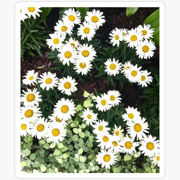 DOPASTICKER A Handful Of White Statement Flowers Sticker Birthday Gifts ...