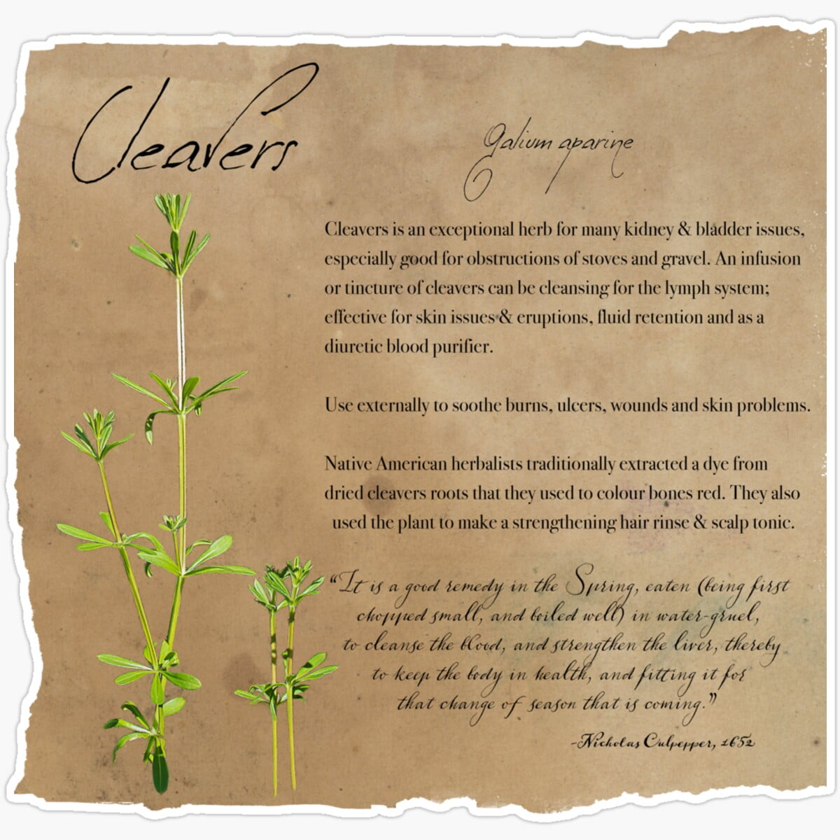 DOPASTICKER Herbal Apothecary: Cleavers Sticker Decorative Laptop ...