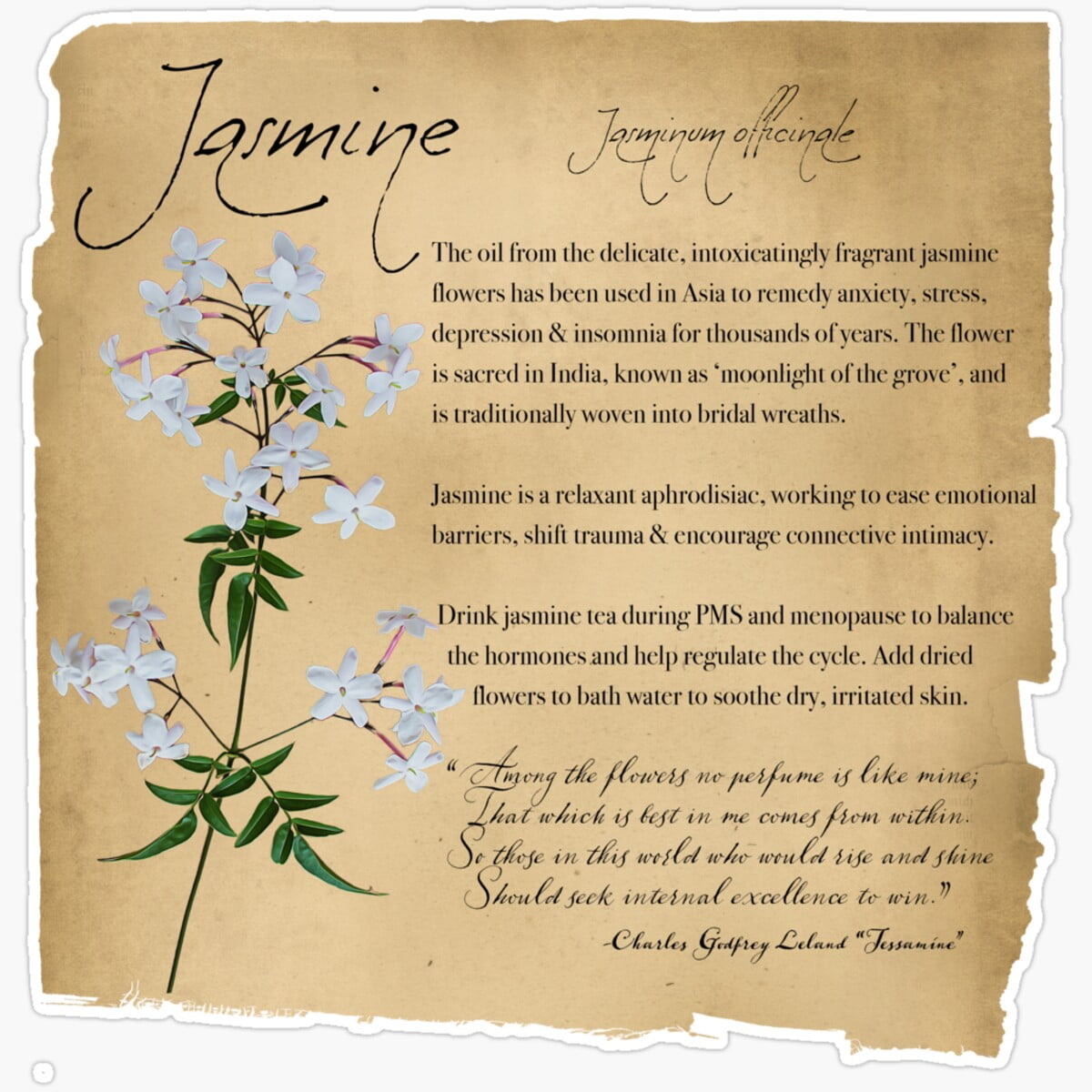 DOPASTICKER Herbal Apothecary: Jasmine Sticker Decorative Laptop, Phone ...