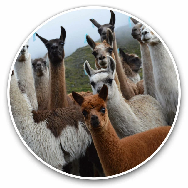 DOPASTICKER Herd Of Llama Alpaca Cool Gift, Phone Sticker, Latop ...