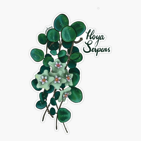 DOPASTICKER Hoya Serpens Splash In Bloom Illustration Sticker, Phone ...
