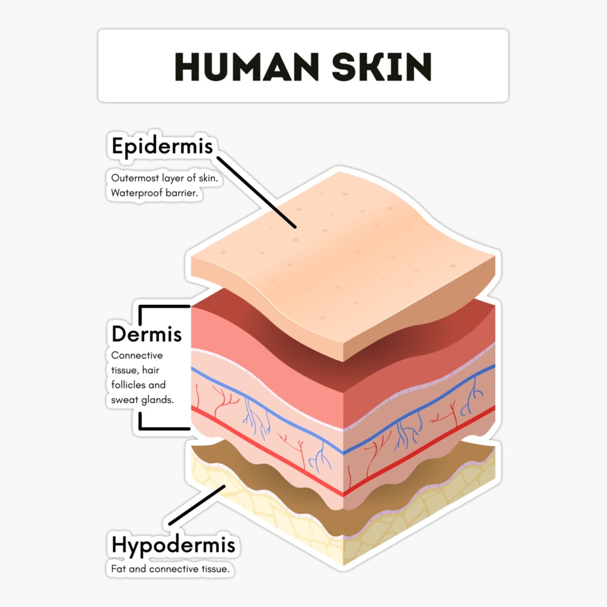 DOPASTICKER Human Anatomy Skin Poster, Human Anatomy Skin Poster ...