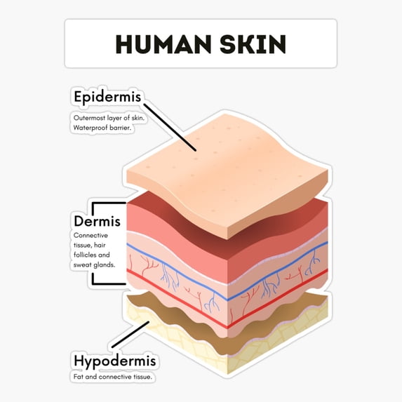 DOPASTICKER Human Anatomy Skin Poster, Human Anatomy Skin Poster ...