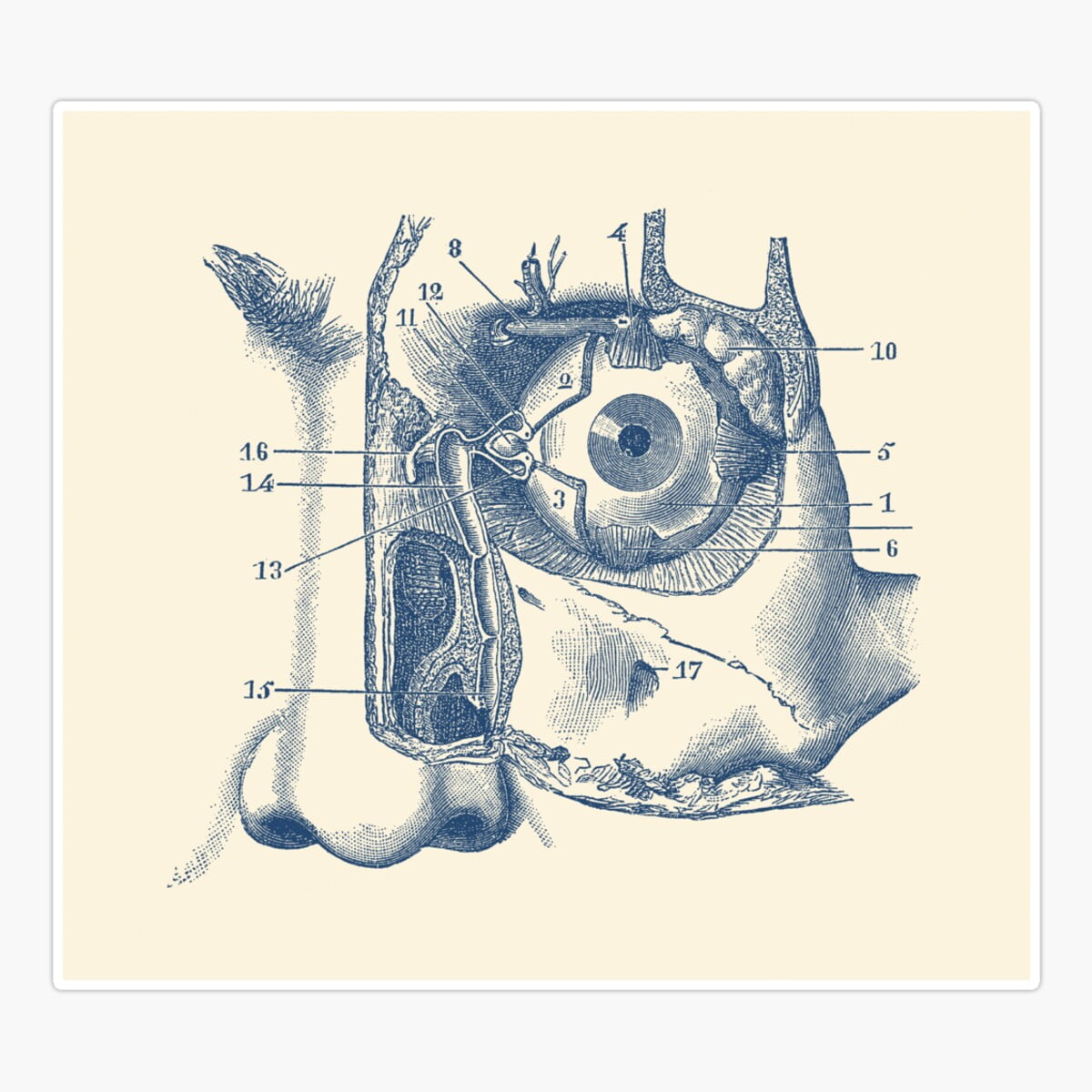 DOPASTICKER Human Eye And Tear Duct Diagram Sticker, Phone Sticker Car ...