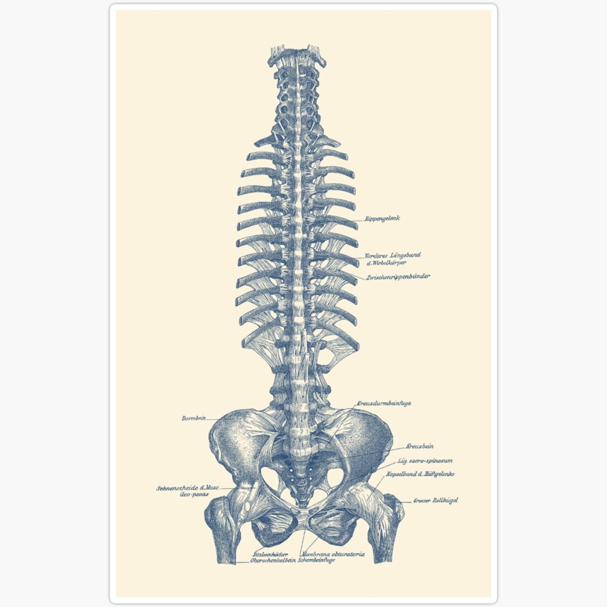DOPASTICKER Human Spine And Pelvis - Simple Diagram Sticker Decorative ...
