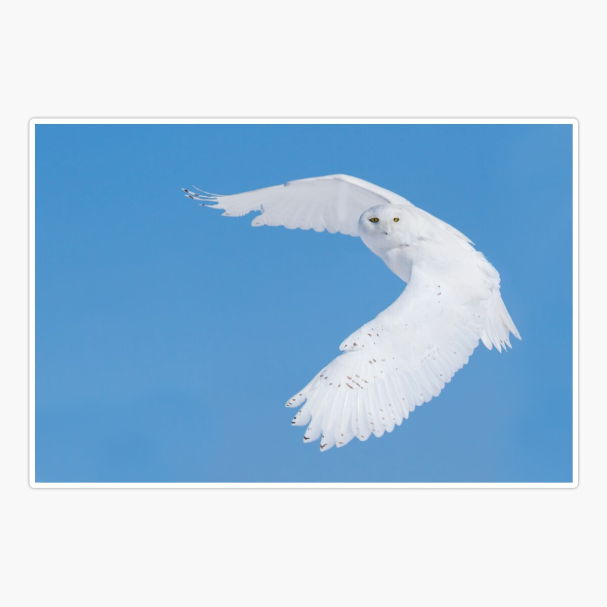 DOPASTICKER Hunting Snowy Owl Sticker, Phone Sticker Car Stickers ...