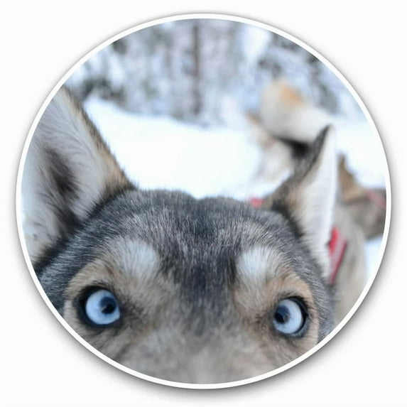 DOPASTICKER Husky Dog Puppy Arctic Cool Gift Decorative Laptop, Phone ...