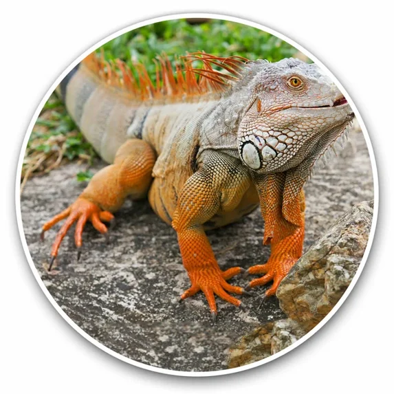 DOPASTICKER Iguana Lizard Gecko Reptile Cool Gift Decorative Laptop ...