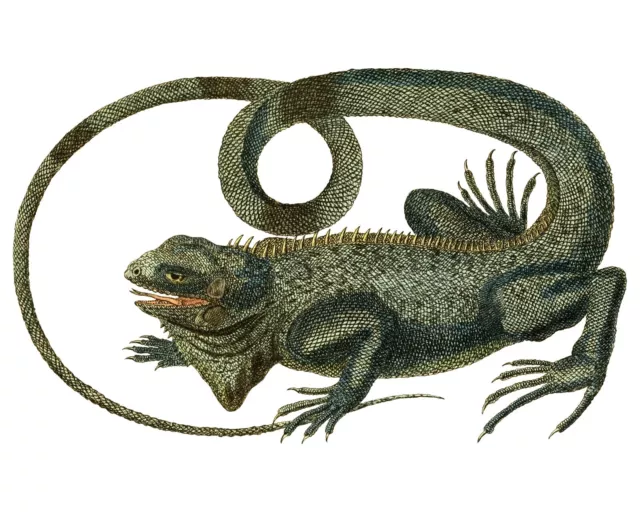 DOPASTICKER Iguana Sticker Vintage Style Green Lizard Pet Reptile ...