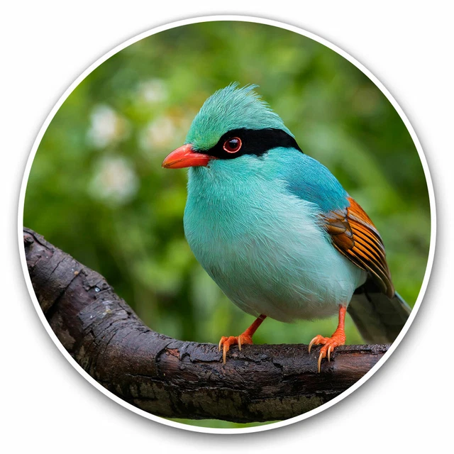 DOPASTICKER Indochinese Green Magpie Bird Cool Gift Decorative Laptop ...