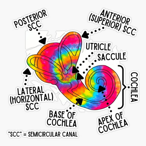 DOPASTICKER Inner Ear - Rainbow Vestibular And Cochlear Labyrinth ...