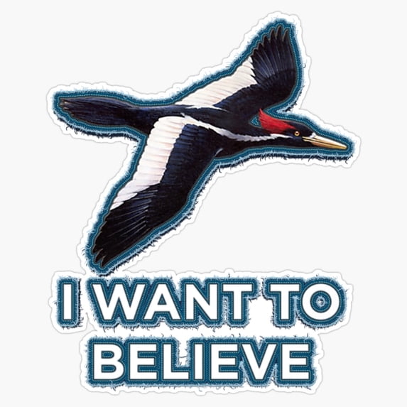 DOPASTICKER Ivory Billed Woodpecker I Want To Believe Birder Gear ...