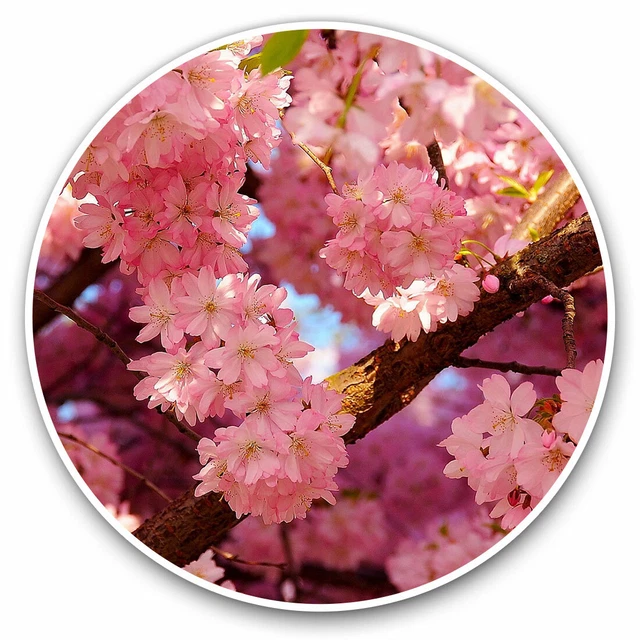 DOPASTICKER Japan Pink Cherry Blossom Japanese Cool Gift Decorative ...