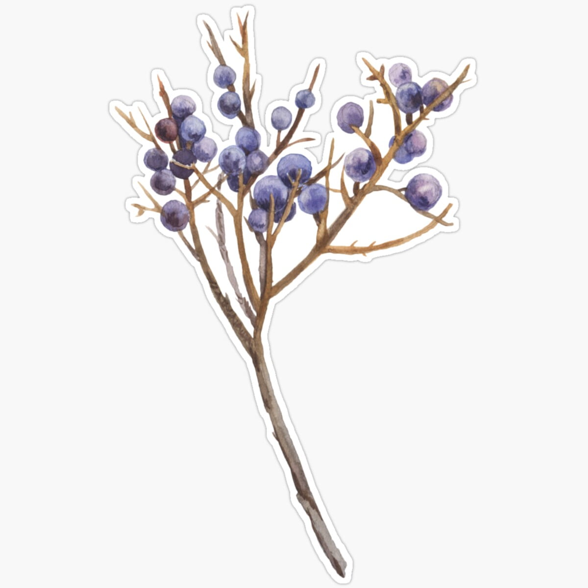 DOPASTICKER Juniper Twig With Berries Watercolor Sticker Decorative ...