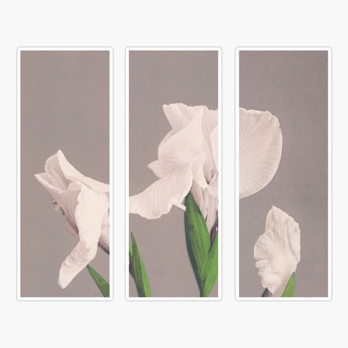 DOPASTICKER Kazumasa Ii Sticker, Phone Sticker Car Stickers, Birthday ...