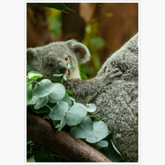 DOPASTICKER Koala Bear With Baby Sticker Decorative Laptop, Phone Stickers, Waterproof Decals ...