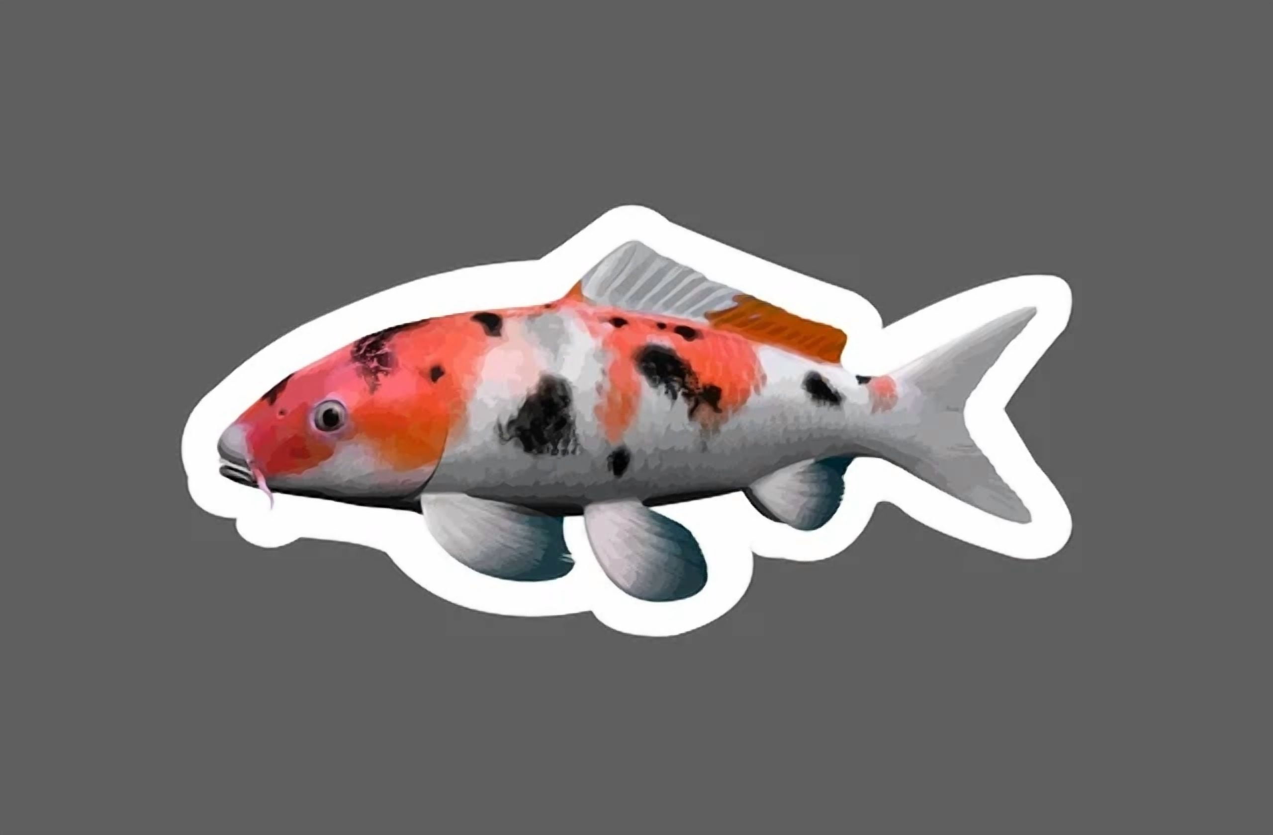 DOPASTICKER Koi Fish Sticker Realistic Fish Sticker Phone Sticker ...