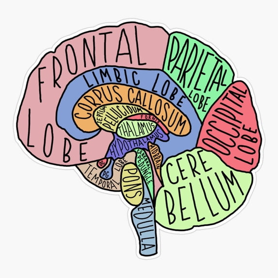 DOPASTICKER Labeled Brain Sticker, Phone Sticker Water Bottle Sticker ...