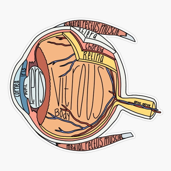 DOPASTICKER Labeled Eye Anatomy Sticker, Phone Sticker Water Bottle ...