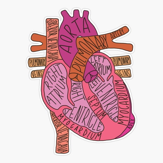 DOPASTICKER Labeled Heart Drawing Sticker, Phone Sticker Car Sticker ...