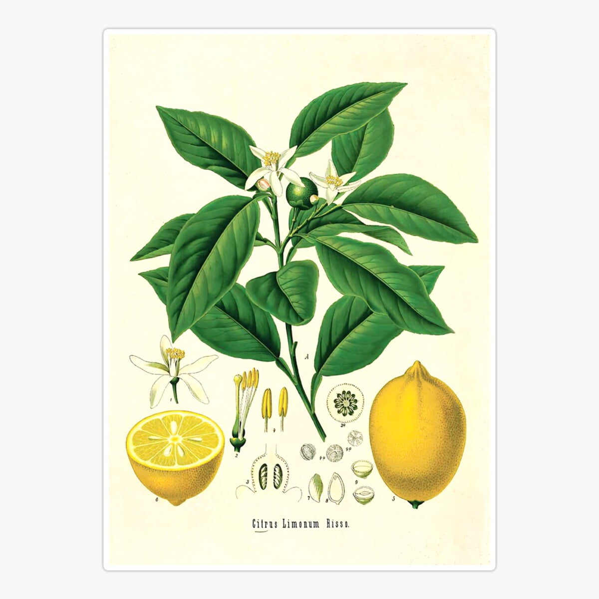 DOPASTICKER Lemon Life Cycle Poster Sticker, Phone Sticker Car Stickers ...