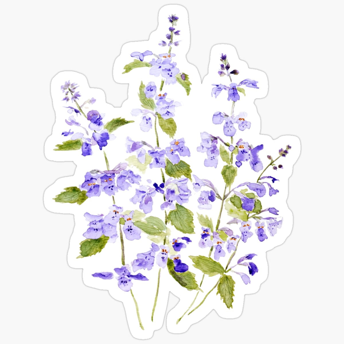 DOPASTICKER Lilac-Blue Purple Violet Nepeta Racemosa 'Walker'S Low ...