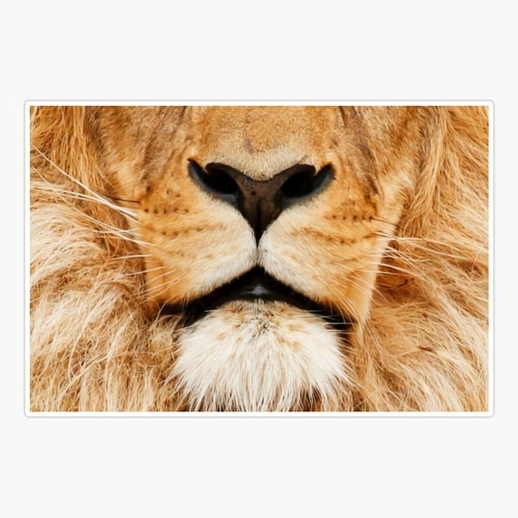 DOPASTICKER Lion Face King Of Jungle Sticker, Phone Sticker Car Sticker ...