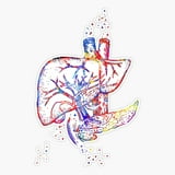 DOPASTICKER Liver, Human Organs, Liver Art, Liver Anatomy, Human Liver ...