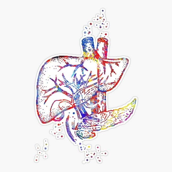 DOPASTICKER Liver, Human Organs, Liver Art, Liver Anatomy, Human Liver ...