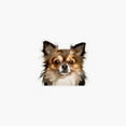 DOPASTICKER Long Haired Chihuahua Brown Head Face Sticker, Phone ...