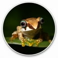 DOPASTICKER Madagascan Tree Frog Madagascar Cool Gift, Phone Stickers ...