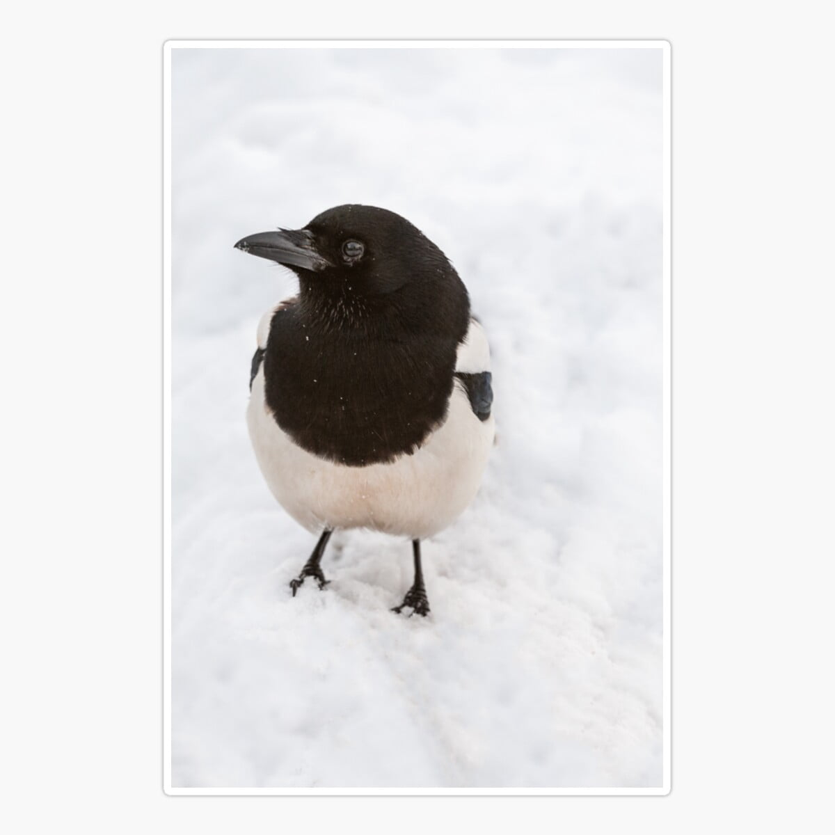 DOPASTICKER Magpie In The Snow Sticker, Phone Sticker Car Stickers ...