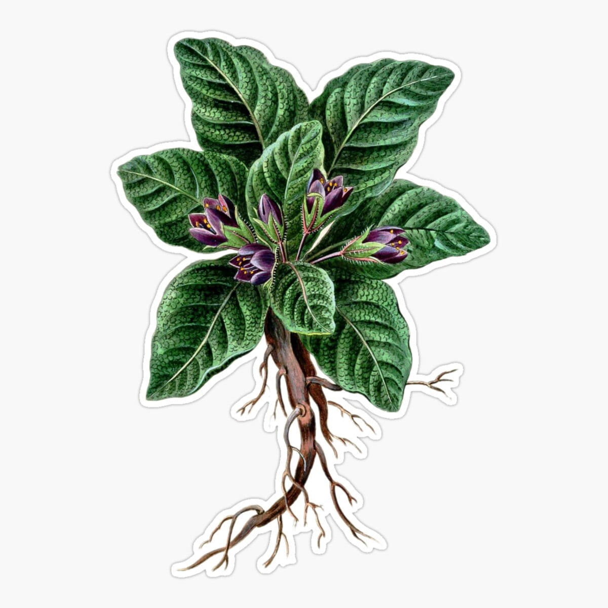 DOPASTICKER Mandrake, Mandragora - Botanical Illustration, Monkshood ...