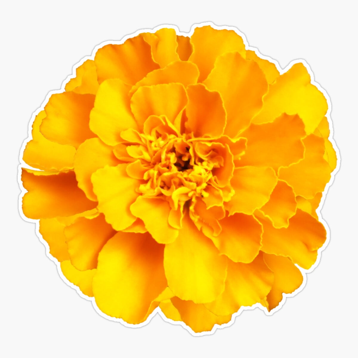 DOPASTICKER Marigold Flower Sticker, Phone Sticker Water Bottle Sticker ...