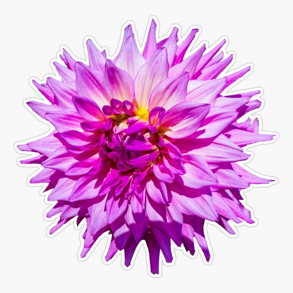 DOPASTICKER Mauve Dahlia Sticker, Phone Sticker Water Bottle Sticker ...
