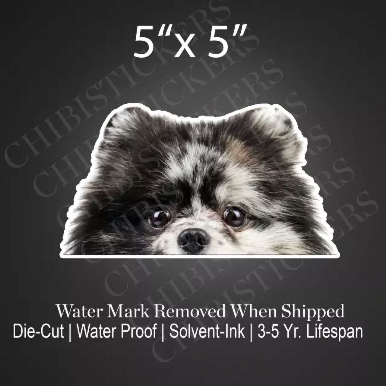 DOPASTICKER Merle Pomeranian Pom Spitz Puppy Realistic Dog Peeker ...
