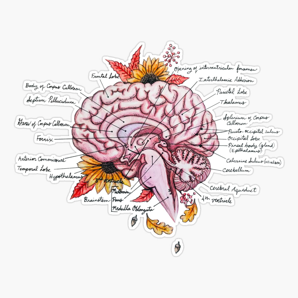 DOPASTICKER Mind The Fall, Labelled Brain Anatomy Sticker, Phone ...