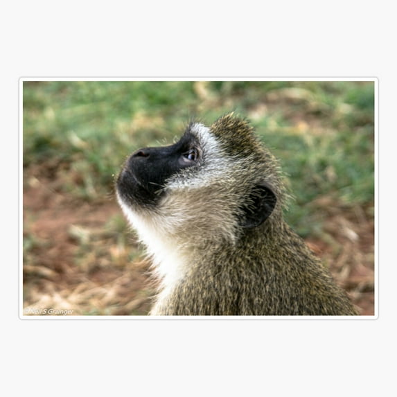 DOPASTICKER Monkey Smiling Sticker, Phone Sticker Water Bottle Sticker ...