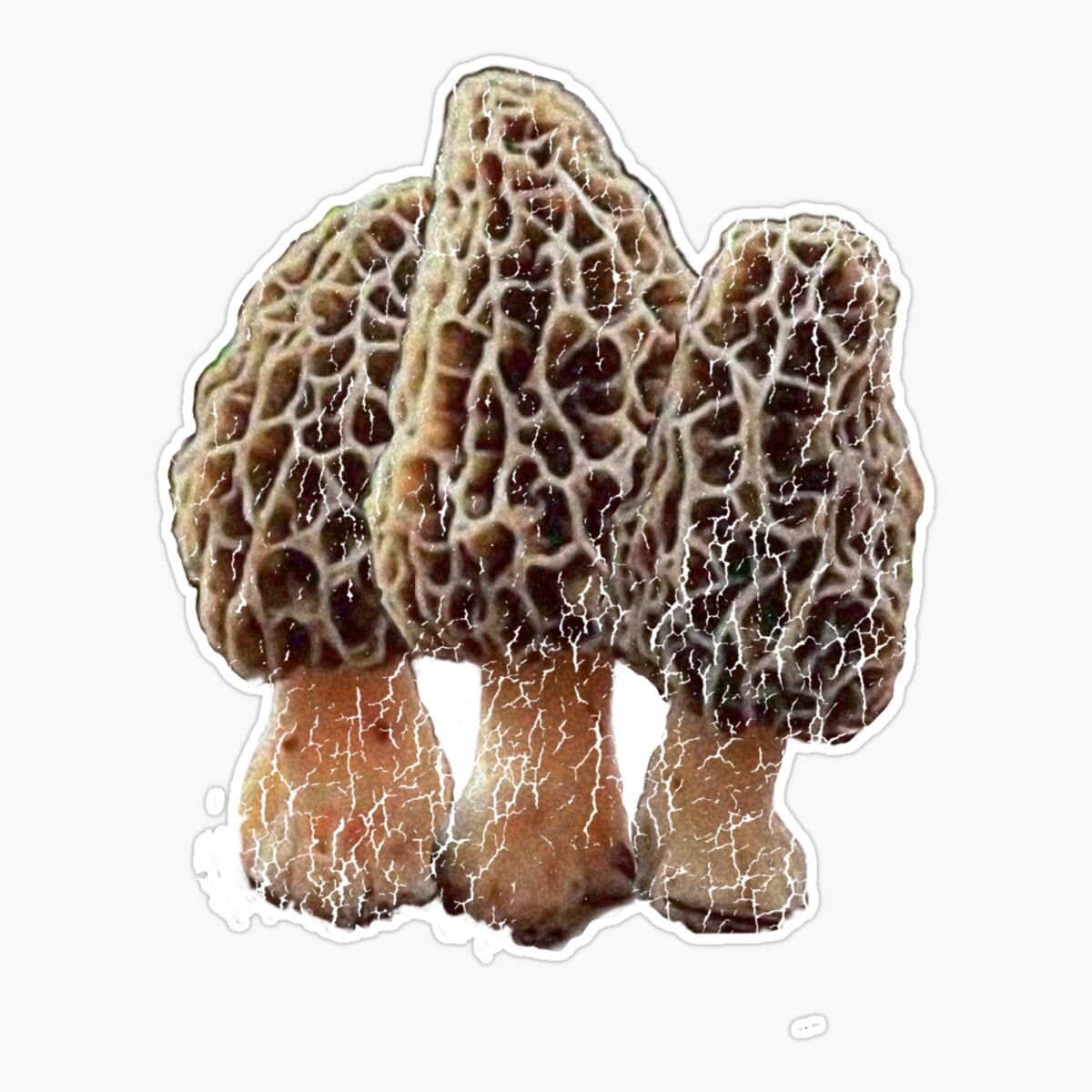 DOPASTICKER Morel Mushroom Distressed Vintage Print Gormet Mushrooms ...