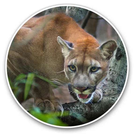 DOPASTICKER Mountain Lion Wild Animal Cool Gift Decorative Laptop ...