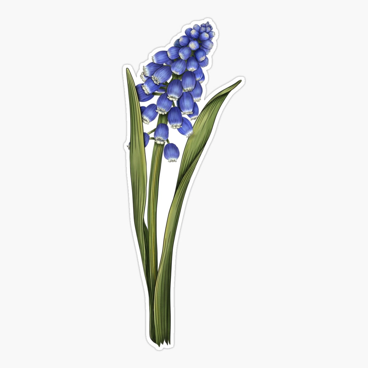 DOPASTICKER Muscari (Grape Hyacinth) Sticker, Phone Sticker Water ...