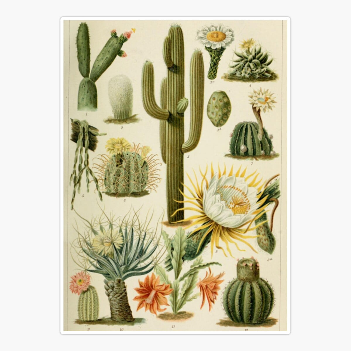 DOPASTICKER Naturalist Cacti Sticker, Phone Sticker Water Bottle ...