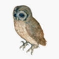 DOPASTICKER Night Owl,Antique Animal Drawings Sticker, Phone Sticker ...