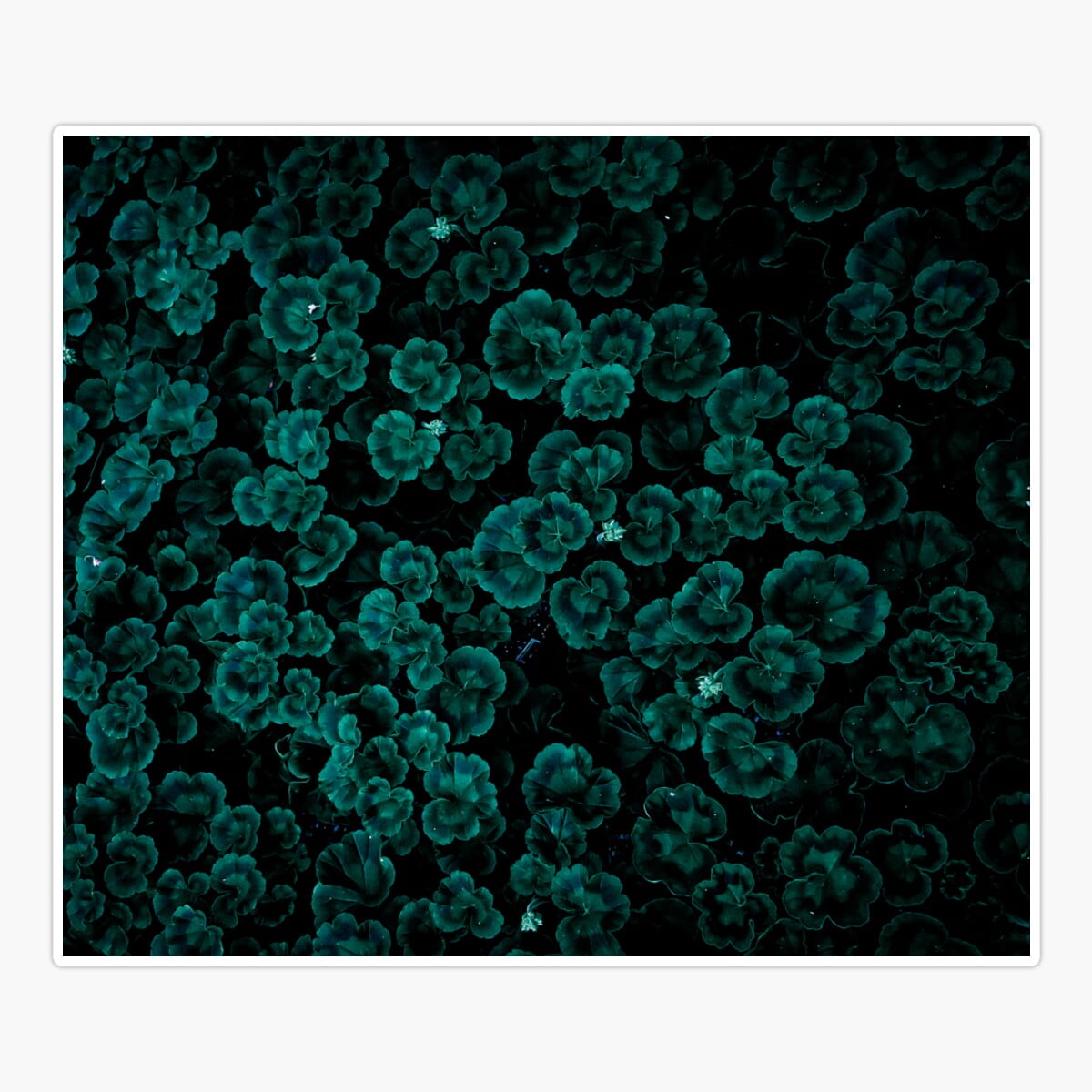 DOPASTICKER Ominous Plants Sticker, Phone Sticker Car Stickers ...