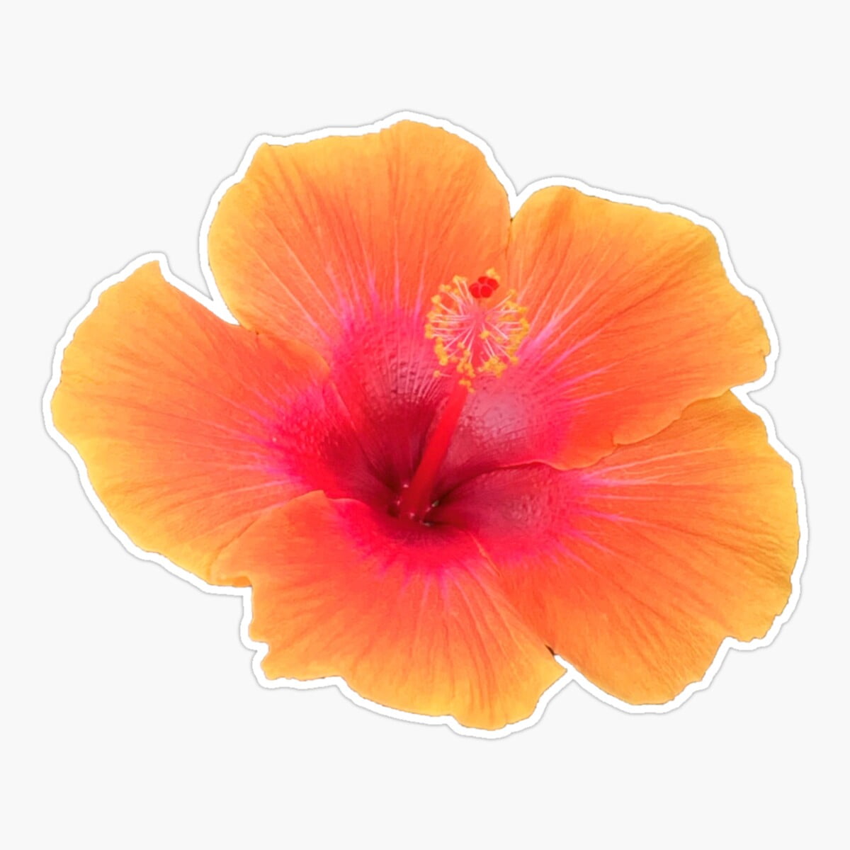 DOPASTICKER Orange Hibiscus Flower Sticker, Phone Sticker Car Sticker ...