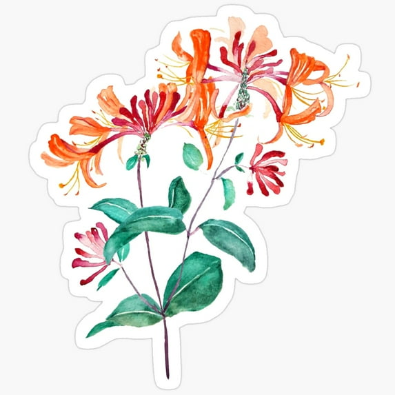 DOPASTICKER Orange Red Honeysuckle Flower Sticker Birthday Gifts ...