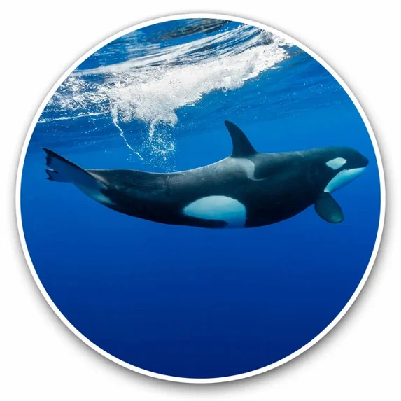 DOPASTICKER Orca Kil.Ler Whale Underwater Cool Gift Decorative Laptop ...