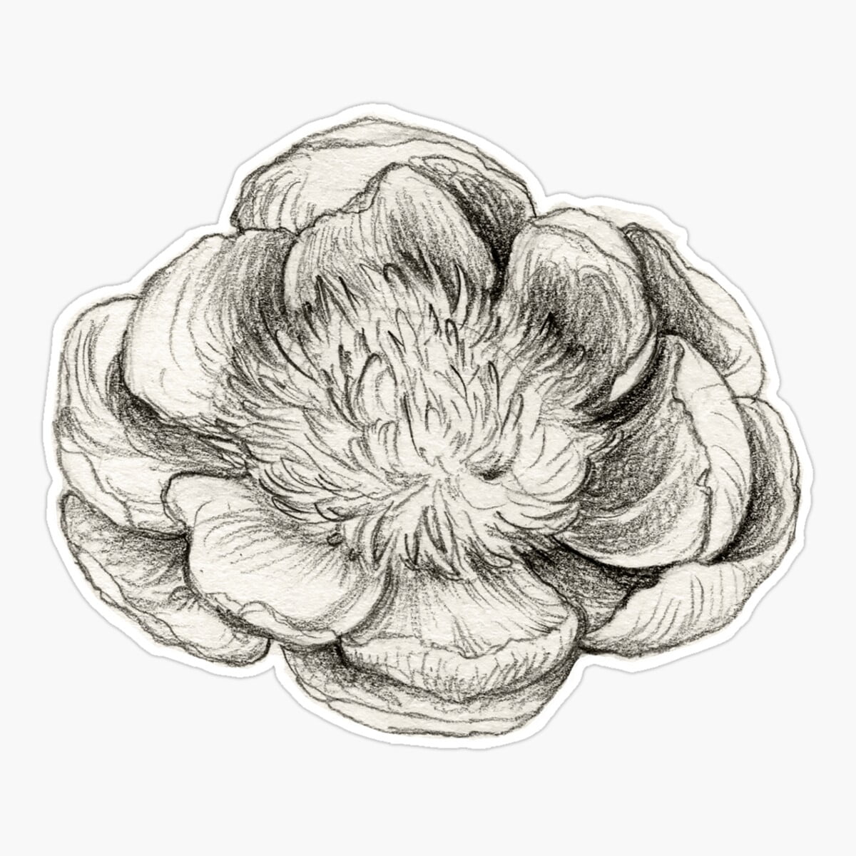 DOPASTICKER Peony Vintage Illustration Sticker, Phone Sticker Car ...