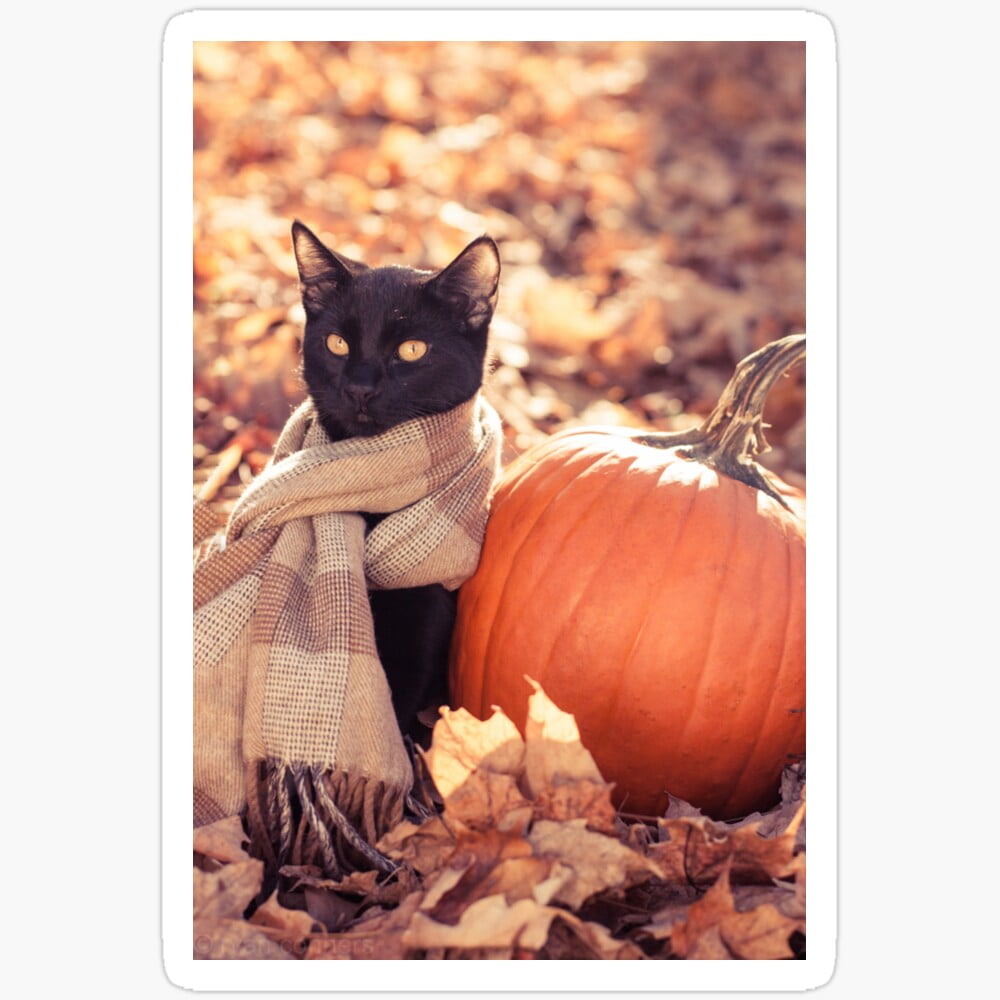 DOPASTICKER Pierre In A Scarf Sticker Phone Sticker, Latop Sticker ...