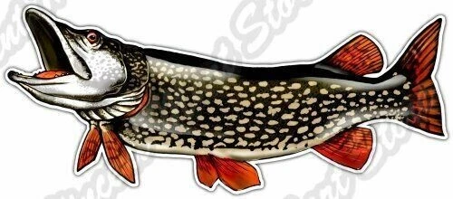 DOPASTICKER Pike Swimming Musky Fishing Fish Car Window Sticker Decal ...